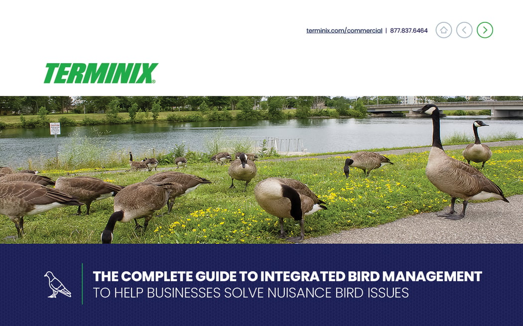 Terminix Complete Guide to Integrated Bird Management